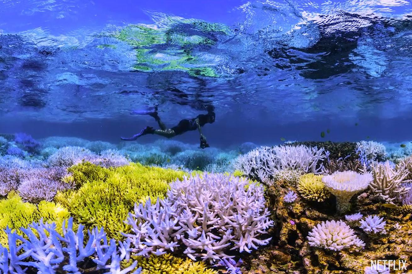 'Chasing Coral' Brings Light to Environmental Crisis | Scuba Diving