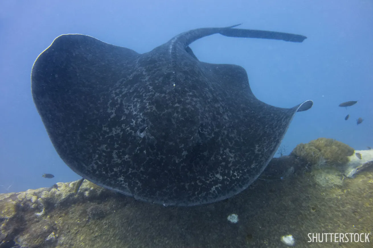 History Of Australia's Yongala Shipwreck | Scuba Diving