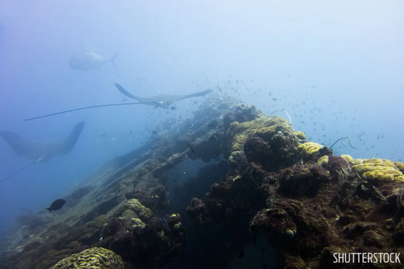 History Of Australia's Yongala Shipwreck | Scuba Diving