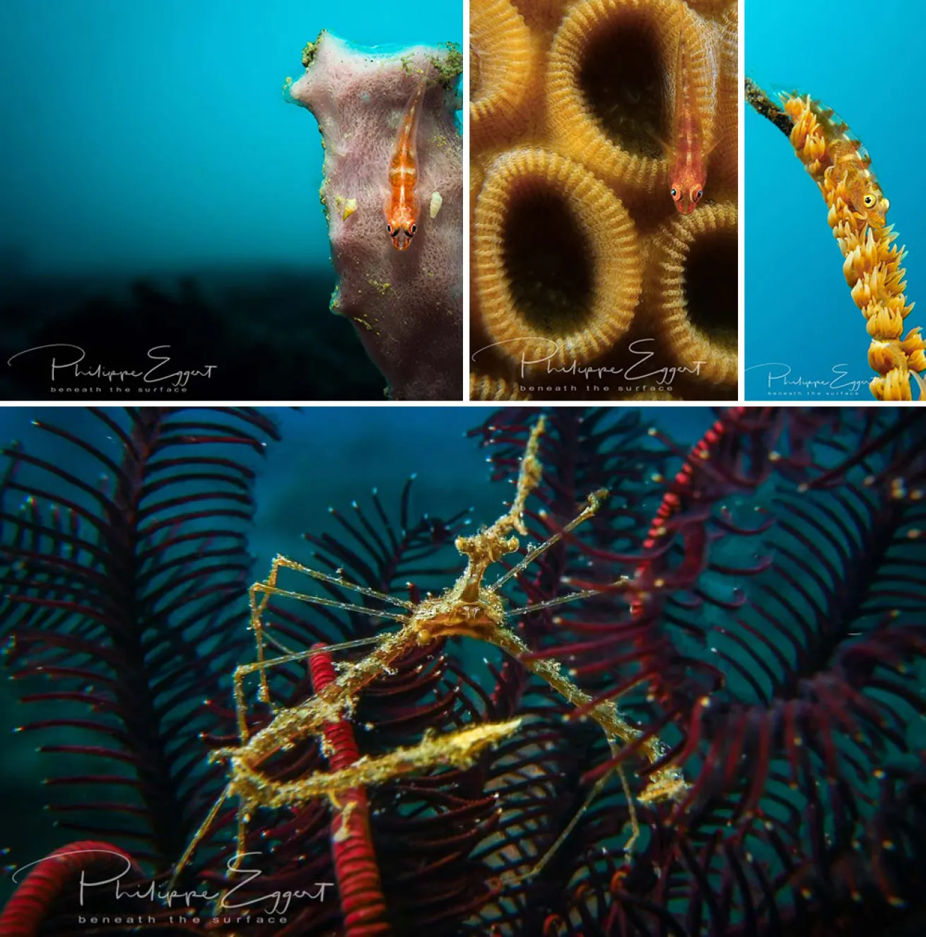 How to Shoot Great Macro Images | Scuba Diving
