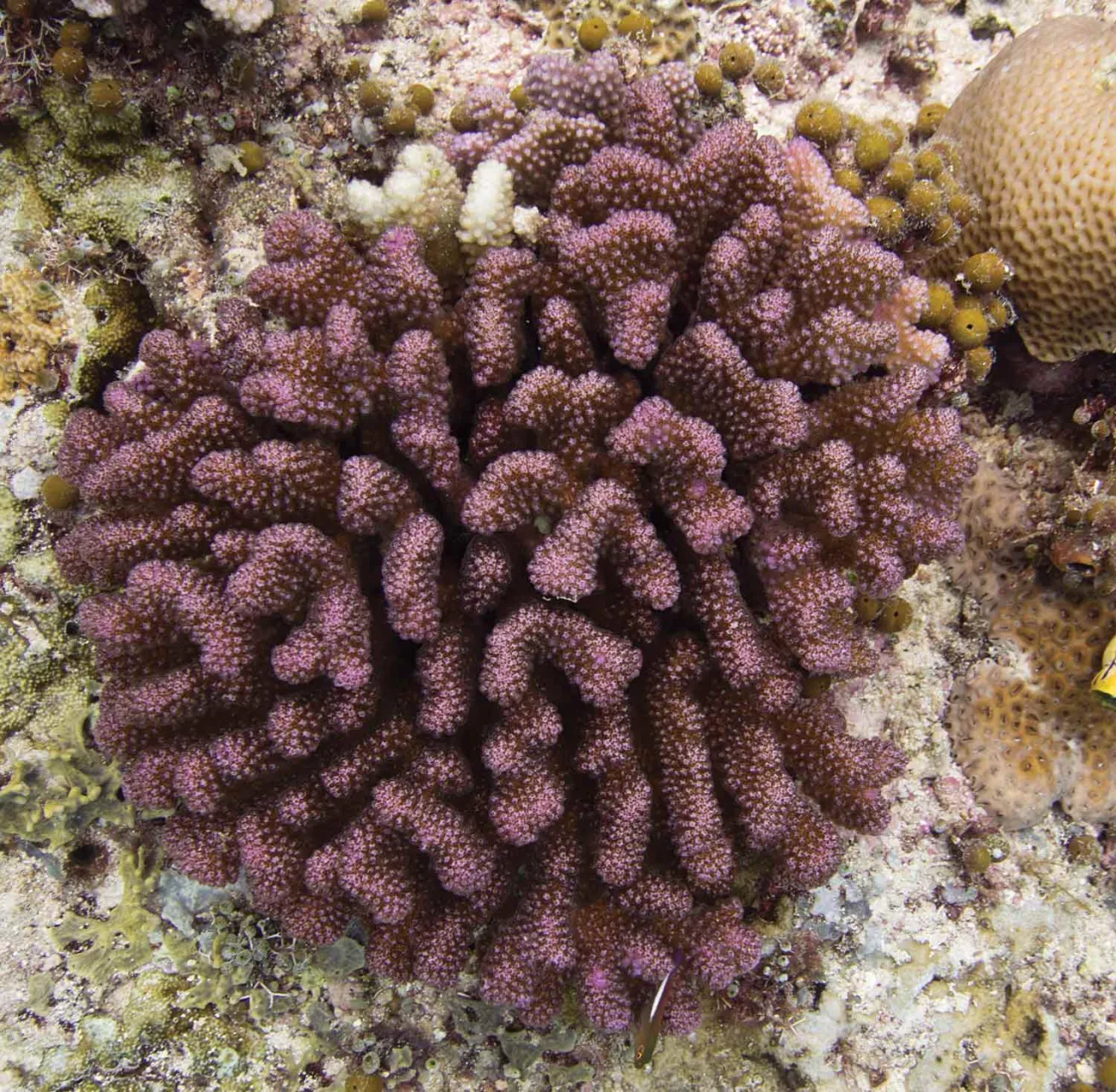 How to Identify Pocillopora Corals | Scuba Diving