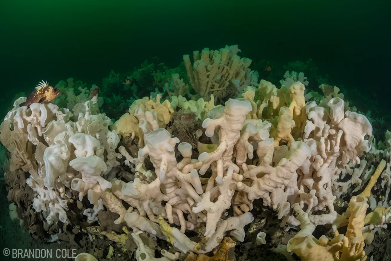 What It's Like to Dive British Columbia's Unique Glass Sponge Reefs ...
