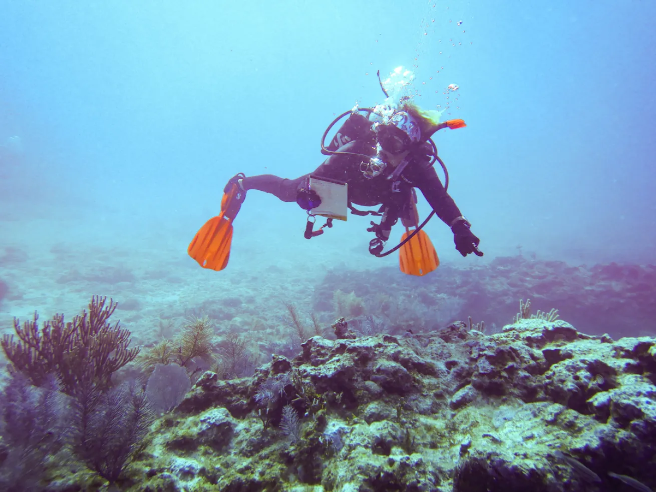 Top Eight Citizen-Science Dives in the Florida Keys | Scuba Diving