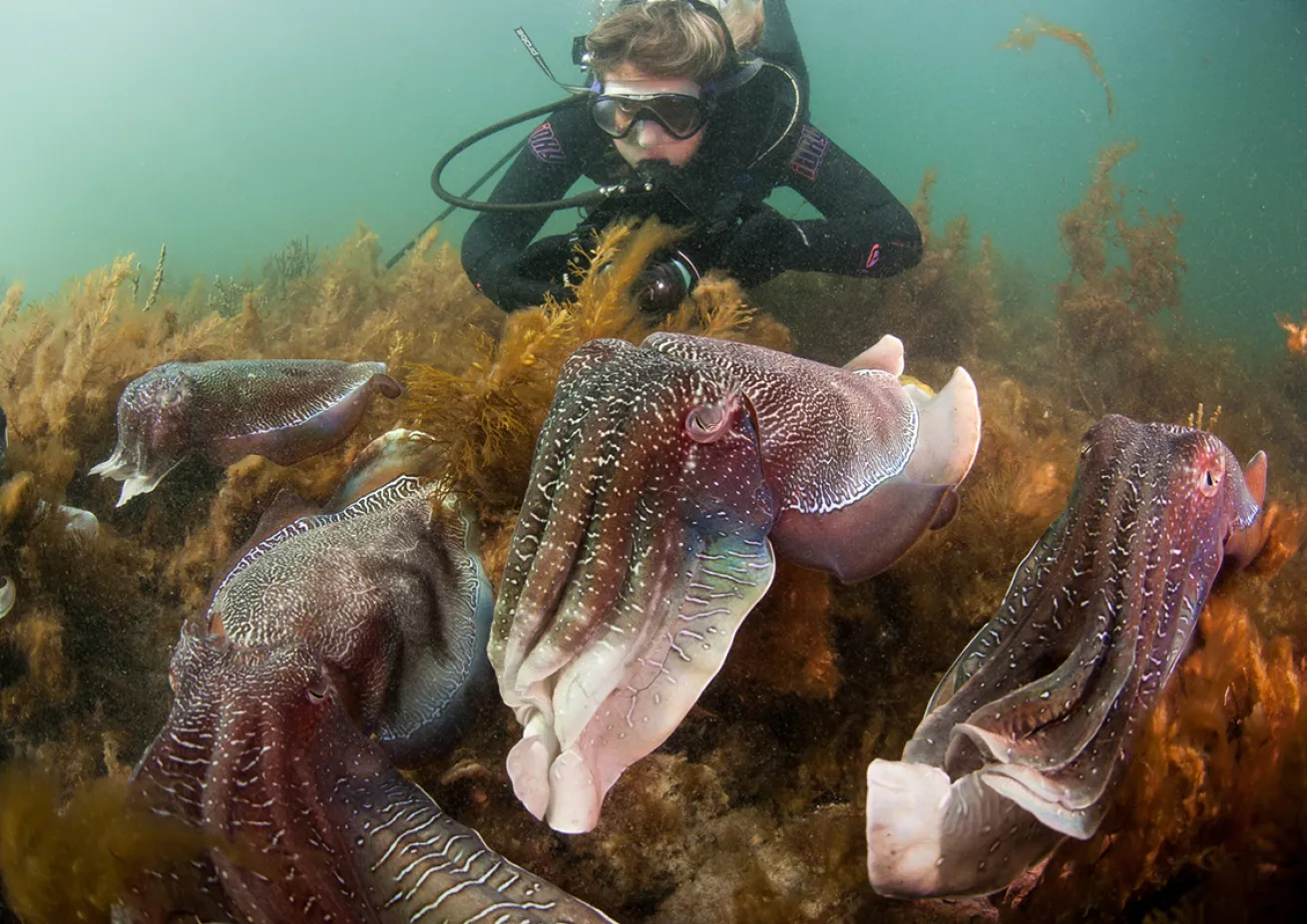 What It's Like to Dive Australia's Cuttlefish Aggregation | Scuba Diving