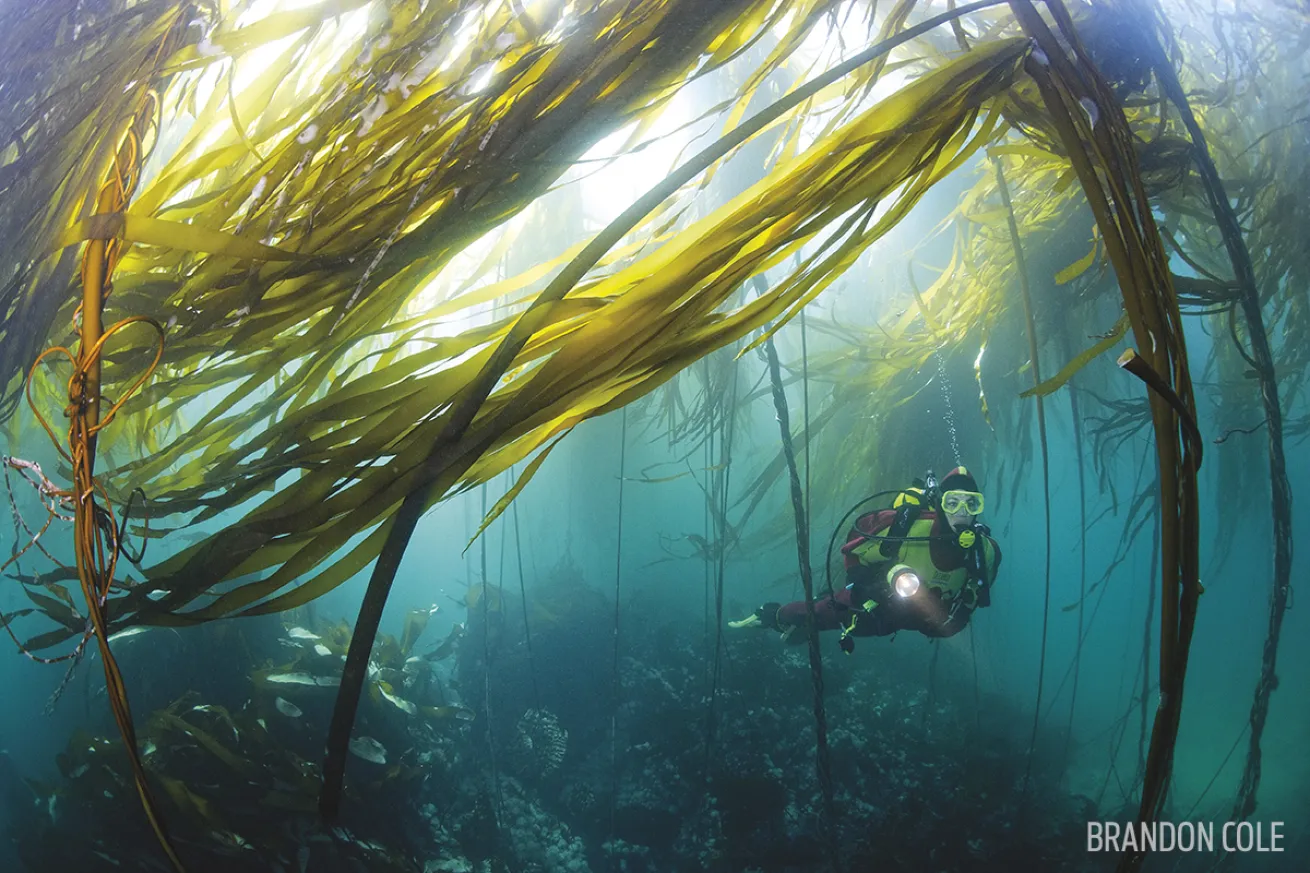 Scuba Diving in Olympic National Park, Washington - Dive Conditions and ...
