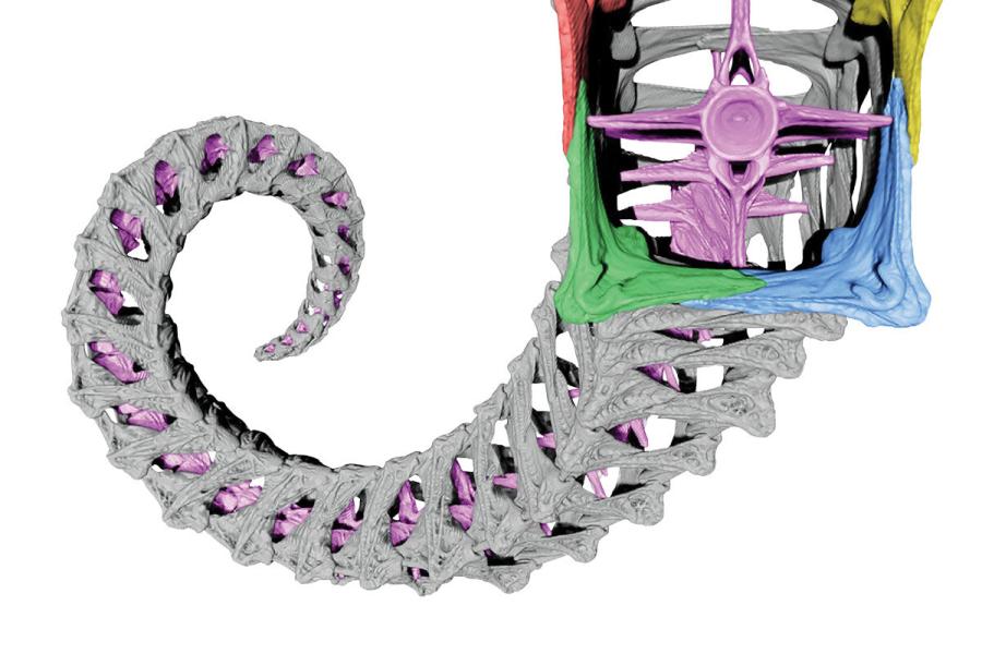 Seahorse Tail is Inspiration for Robotic Arm | Scuba Diving