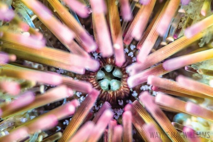 7 Sea Creatures with Terrifying Teeth | Scuba Diving