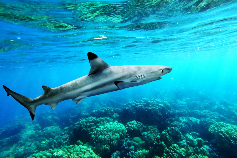 Eight Fun Facts about Blacktip Reef Sharks | Scuba Diving
