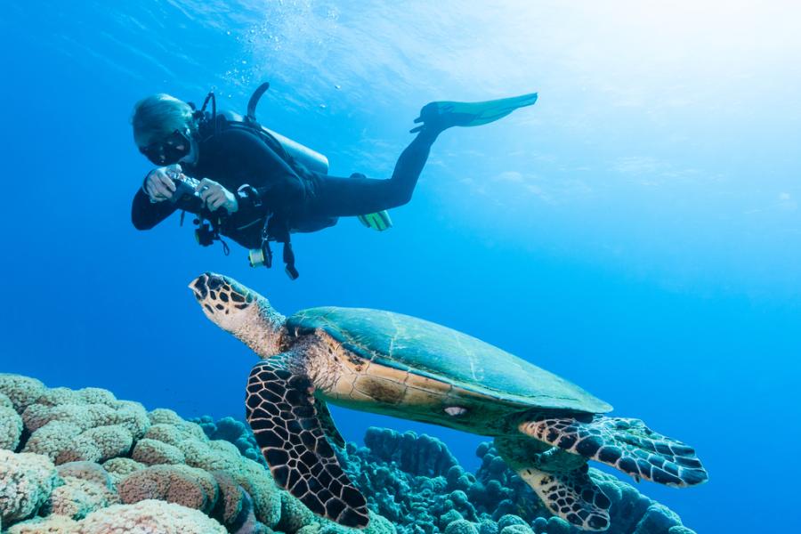 How to Shoot Pro Quality Photos with a Compact Underwater Camera System ...
