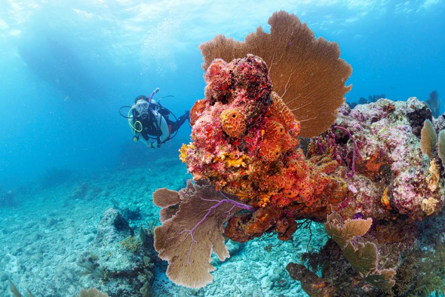 Florida Keys Scuba Road Trip: Key Largo | Scuba Diving