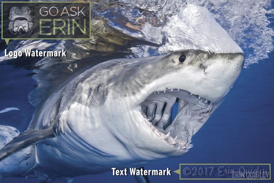 Imaging Tips: How To Make Watermarks in Lightroom | Scuba Diving