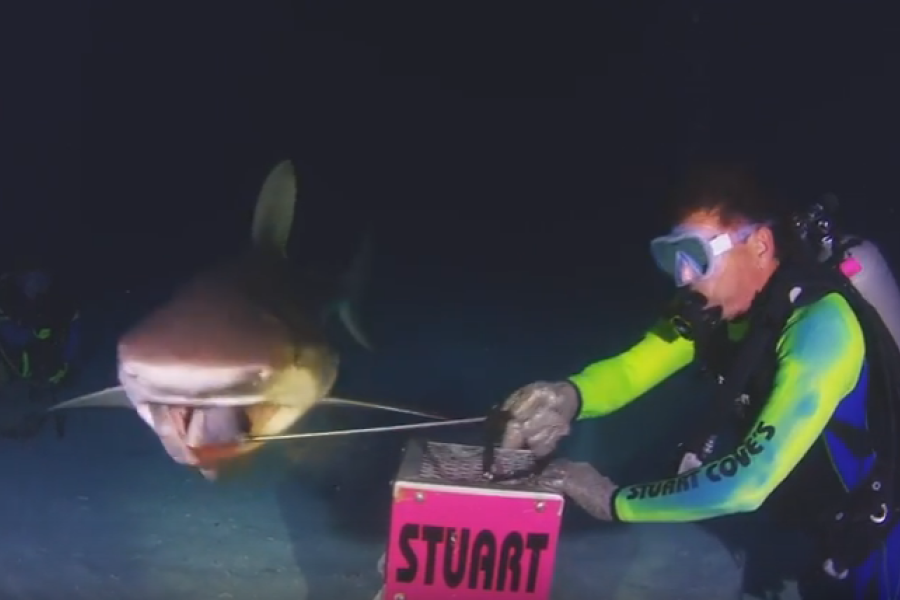 Shark Arena Night Diving Adventures at Stuart Cove’s Dive Bahamas ...