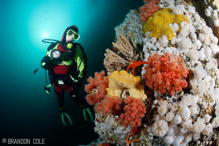 Five Great Underwater Photography Sites Around Vancouver Island | Scuba ...