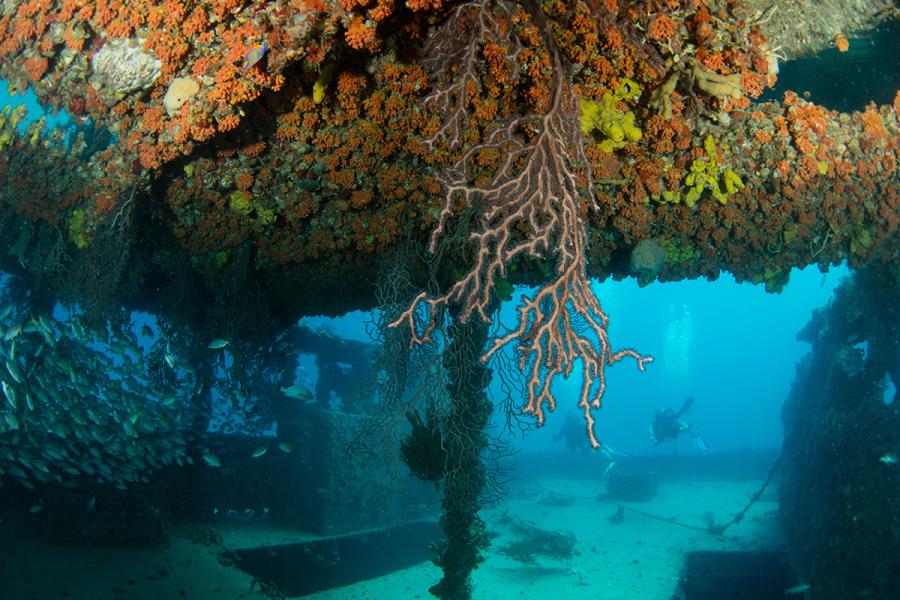 How to Spend a Long Weekend Scuba Diving Florida’s Southeast Coast ...